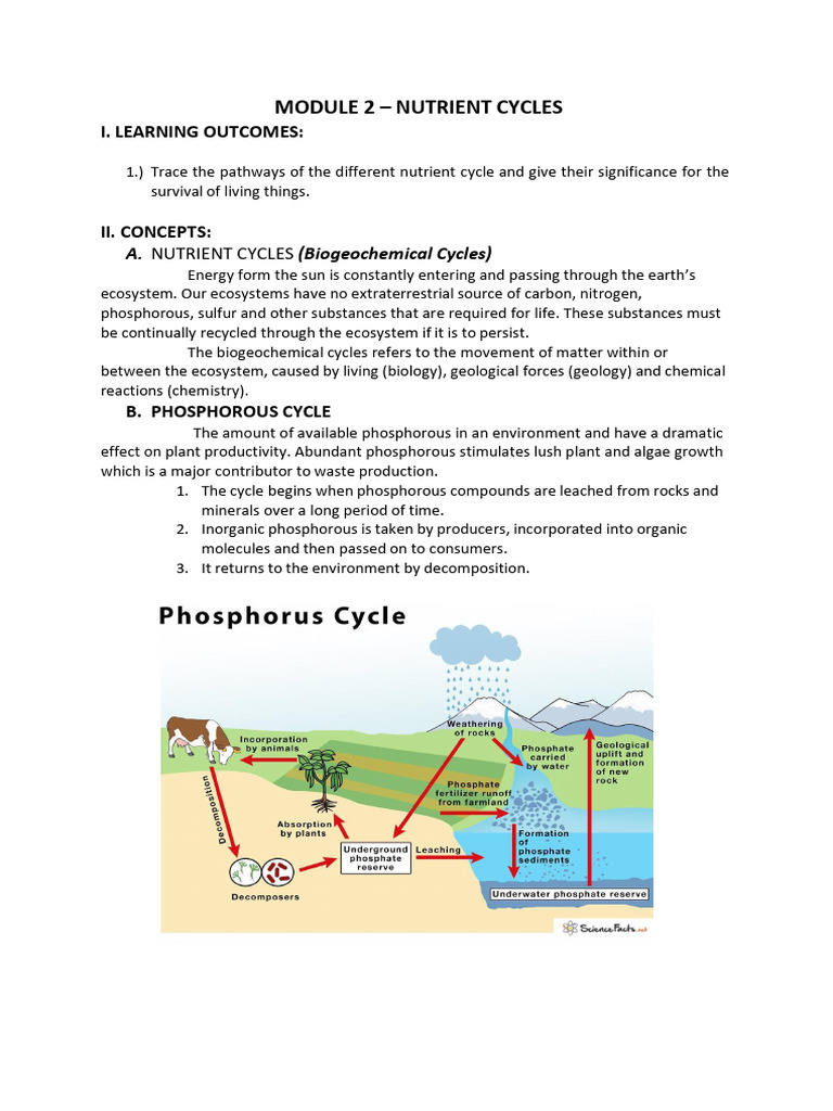 Module 2 - Nutrient Cycles | PDF | Sulfur | Ecosystem
