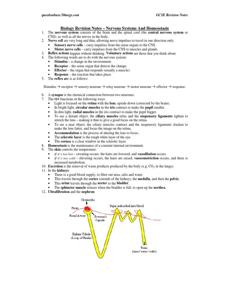 Biology Revision Notes - Nervous Systems and Homeostasis | PDF ...