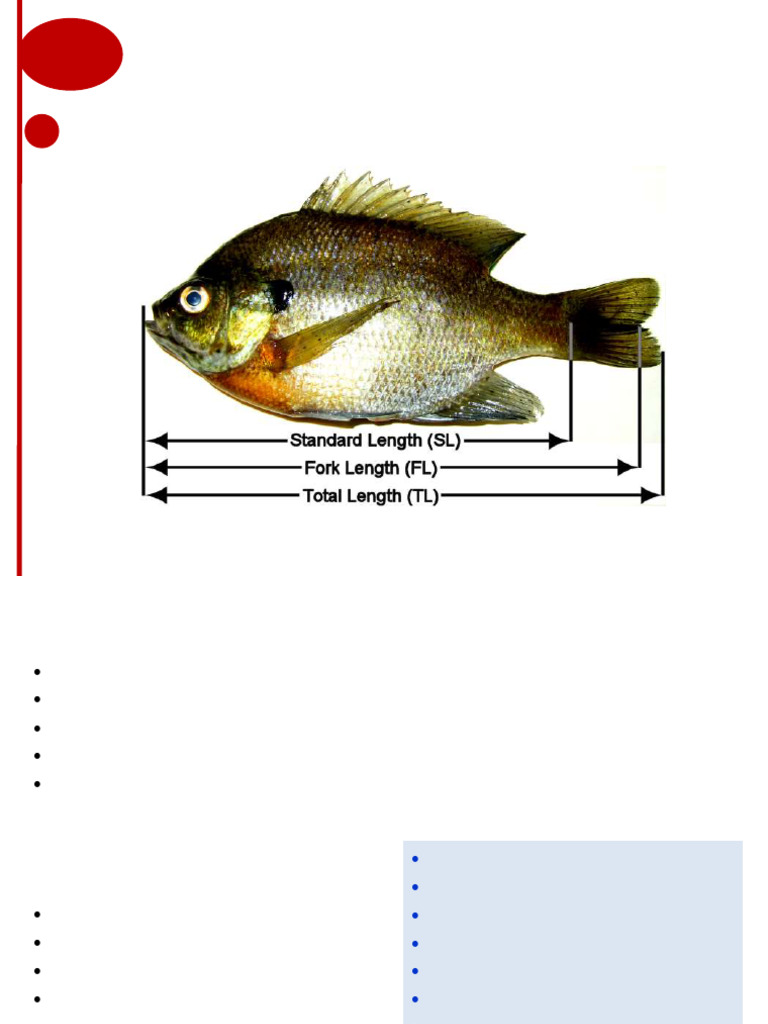 Fish Examination Procedures and Analysis | PDF | Volume | Testicle