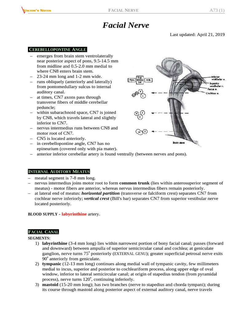 A73. Topographic Anatomy of CN7 | PDF | Brainstem | Nervous System