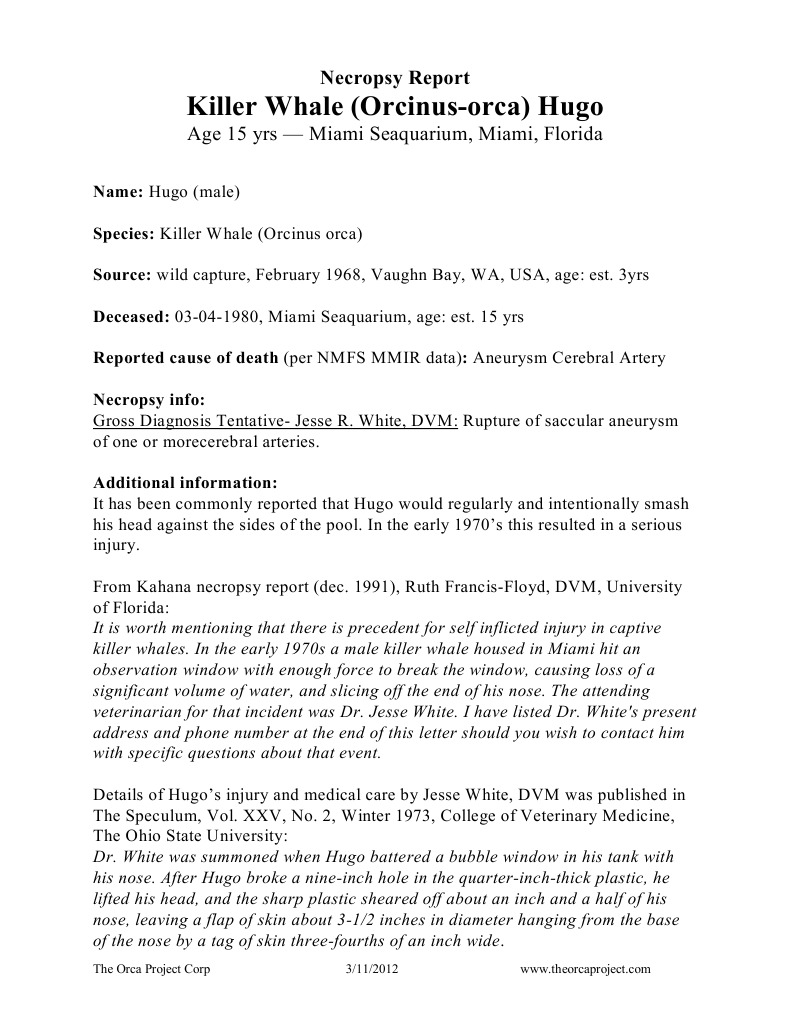 Necropsy - Killer Whale Hugo | PDF | Killer Whale