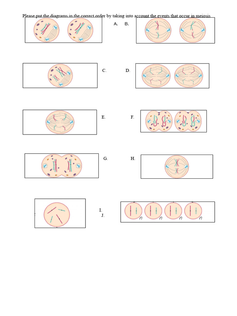 Meiosis Stages Diagrams Mixed Google Docs | PDF