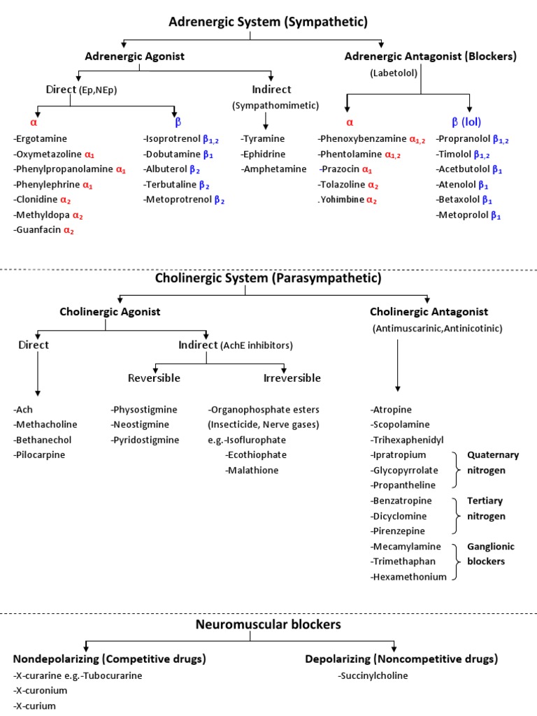 Adrenergic and Cholinergic Drug Overview | PDF | Science & Mathematics