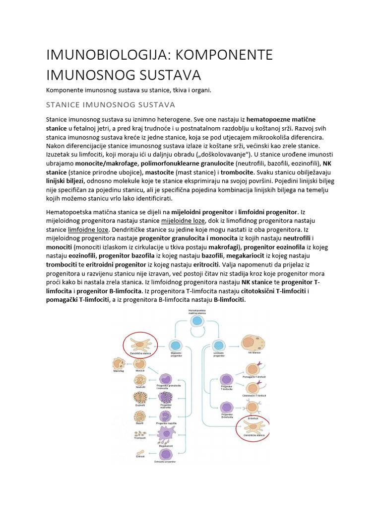 IMUNO-nikolina-skripta | PDF