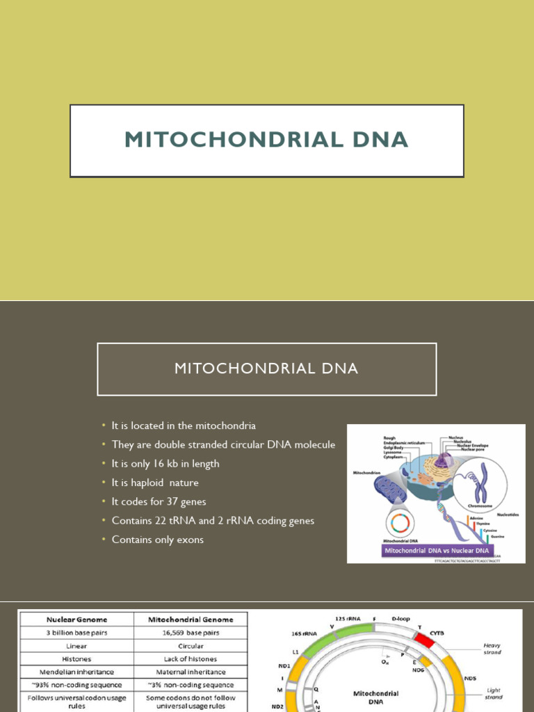 Mitochondrial DNA: Inheritance and Analysis | PDF