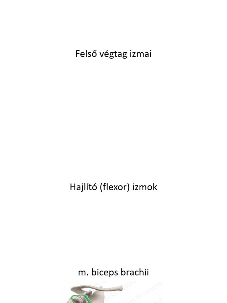Alkar Izmai (Flexor És Extensor) | PDF