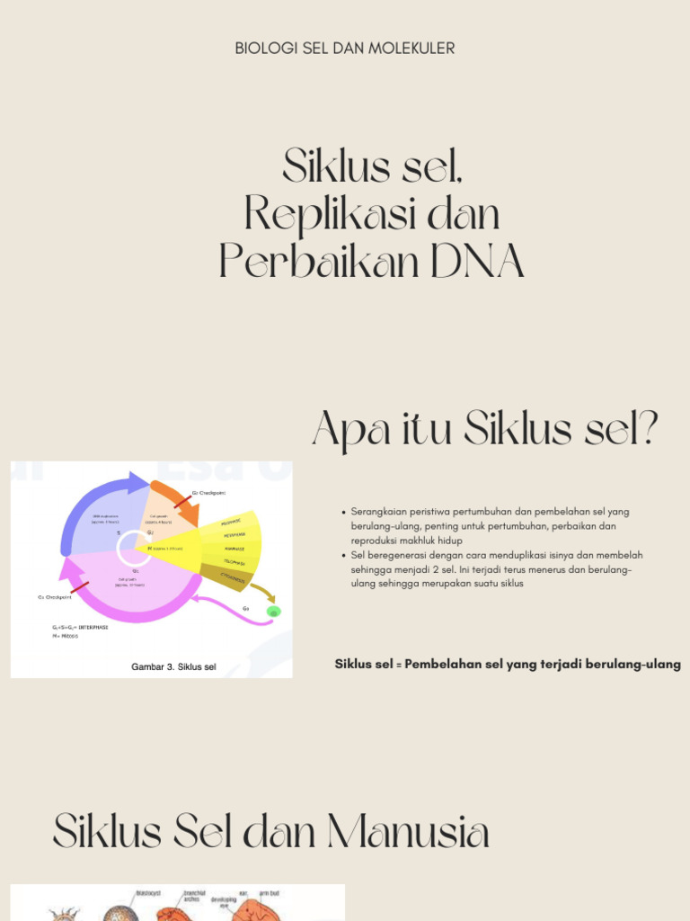 Siklus Sel dan Replikasi DNA | PDF