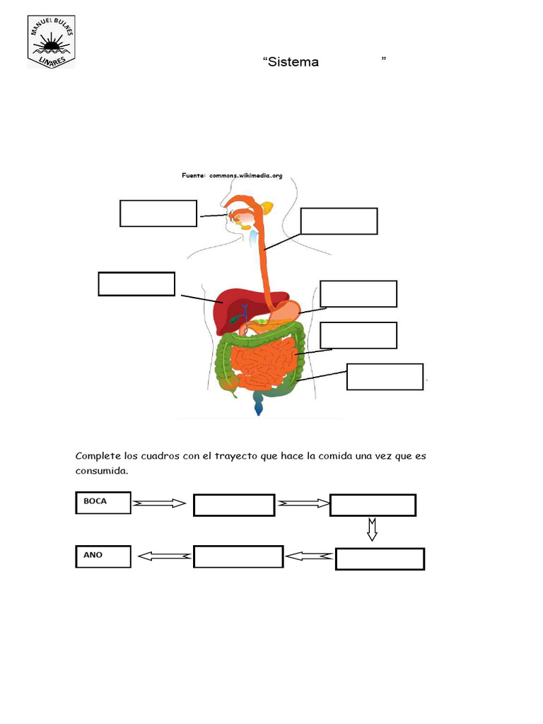Guía Ciencias N°7 5° Básico Sistema Digestivo | PDF