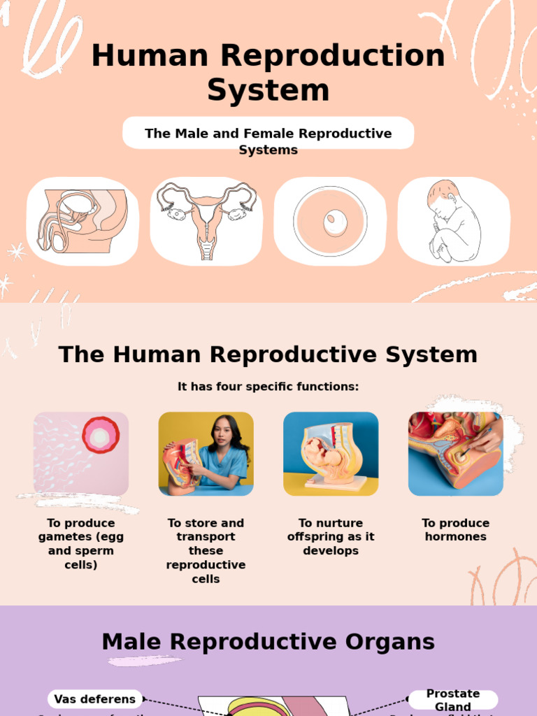 Understanding Human Reproduction Education Presentation in Peach Violet ...