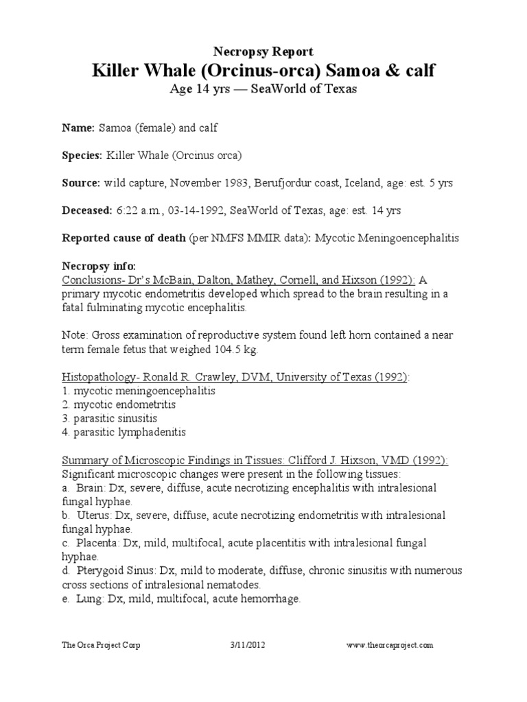 Necropsy - Killer Whale Samoa and Calf | PDF | Killer Whale | Sea World