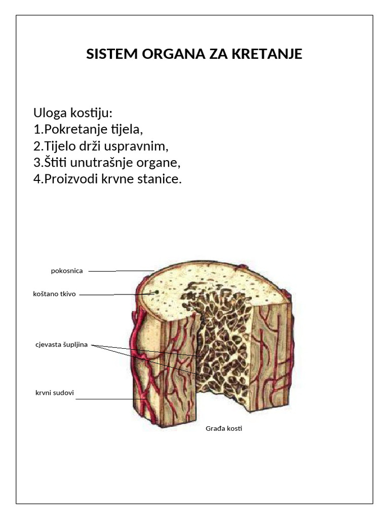 Sistem Organa Za Kretanje | PDF