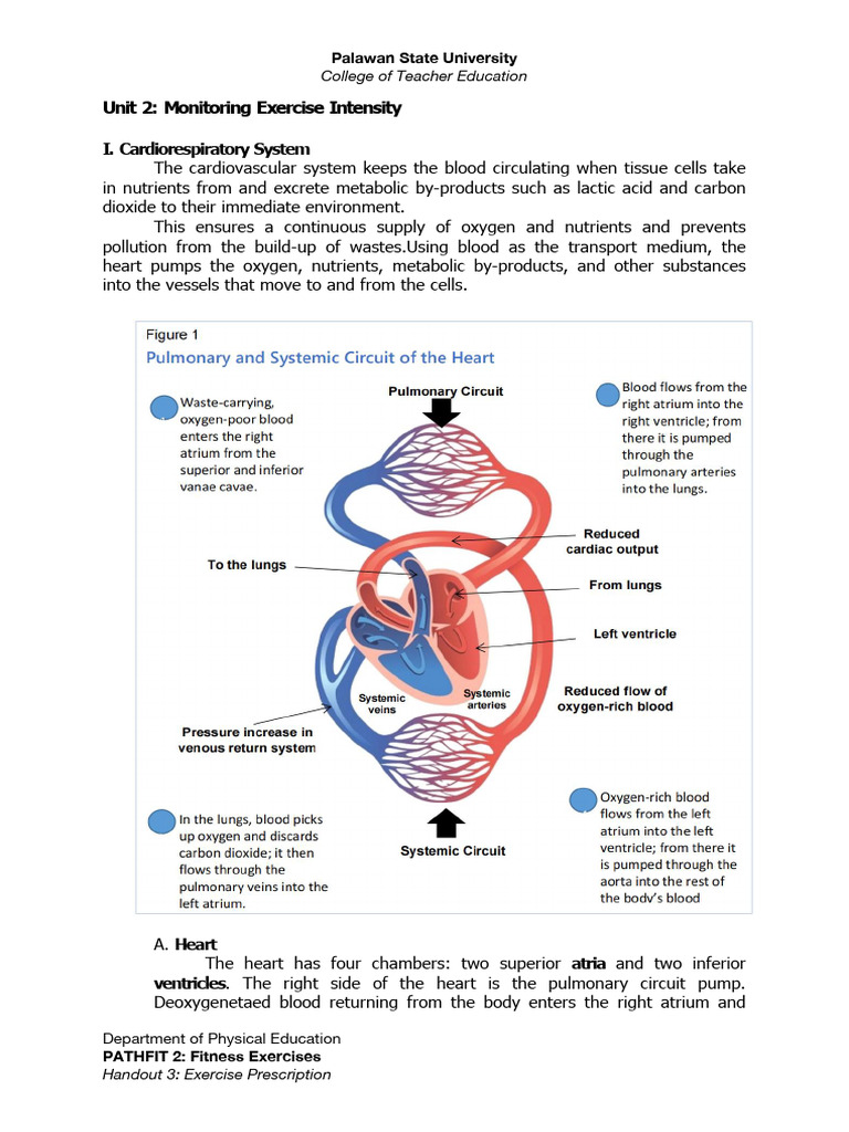 PATHFIT-2-Handout-4 | PDF | Circulatory System | Muscle Contraction