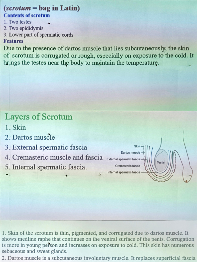 Male External Genital Organs Anatomy | PDF