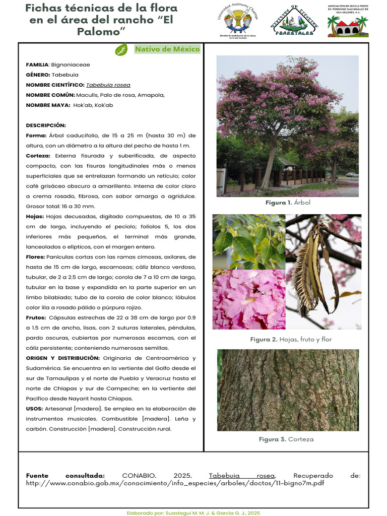 Características del Árbol Maculís | PDF | Plantas | Botánica