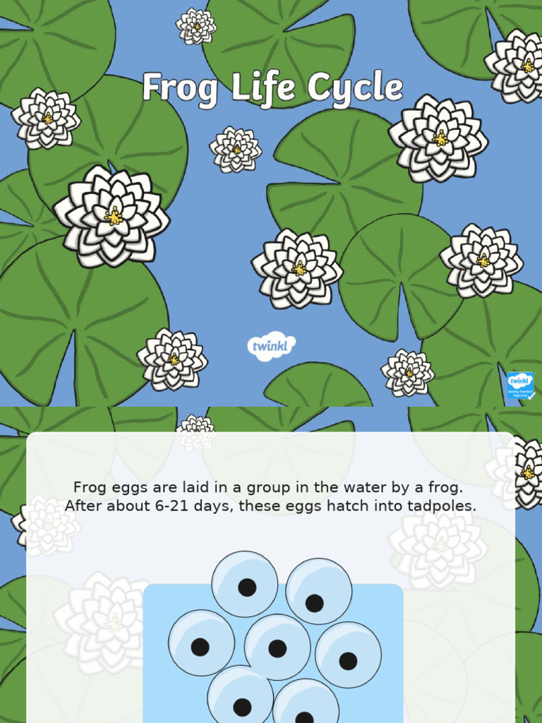 Frog Life Cycle: From Egg to Adult | PDF