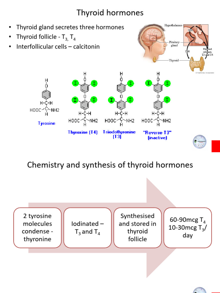 BP503T-12 Thyroid Hormone | PDF | Thyroid | Hypothyroidism