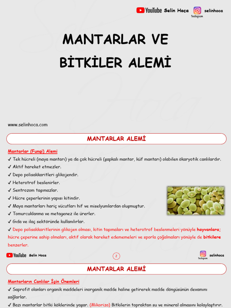 23) Mantarlar Ve Bitkiler Alemi | PDF