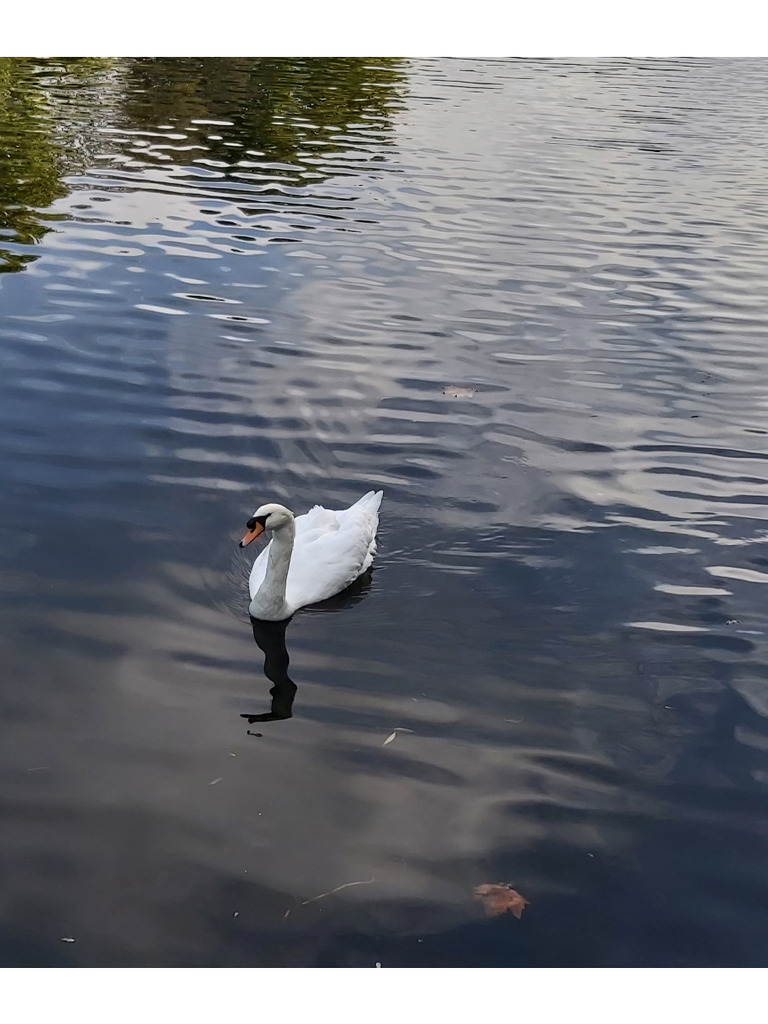 Swan Photo | PDF