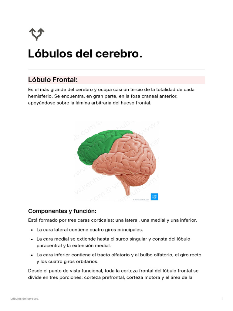 Lobulos | PDF | Lóbulo temporal | Lóbulo frontal