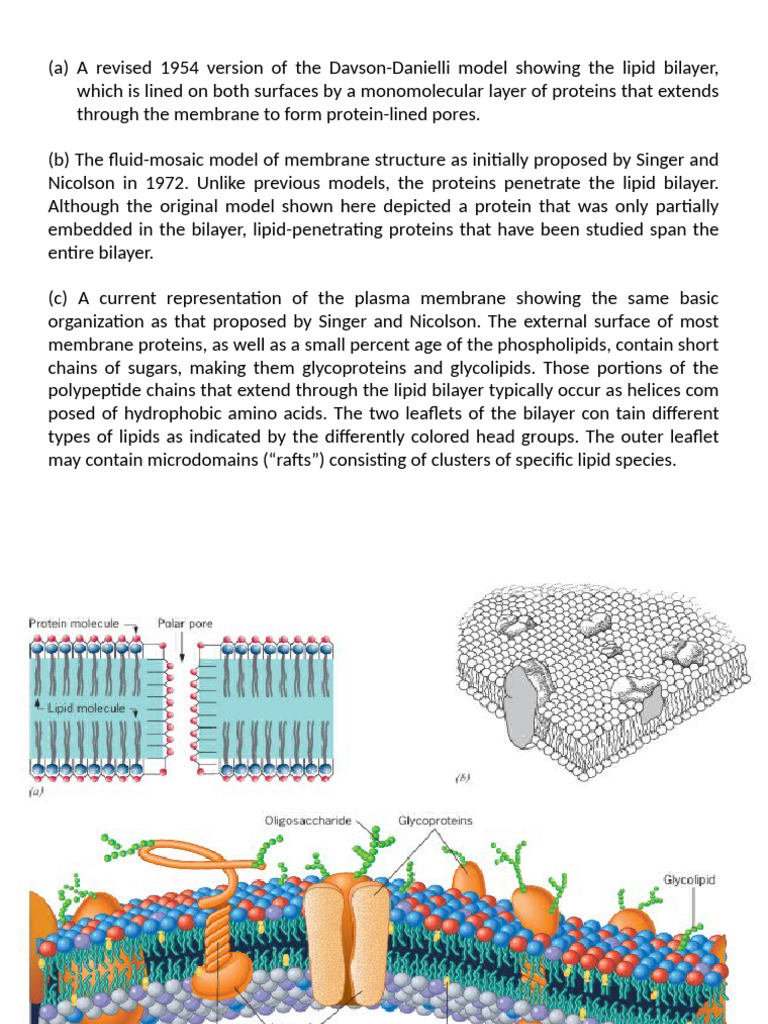 Membrane Structure Models Overview | PDF