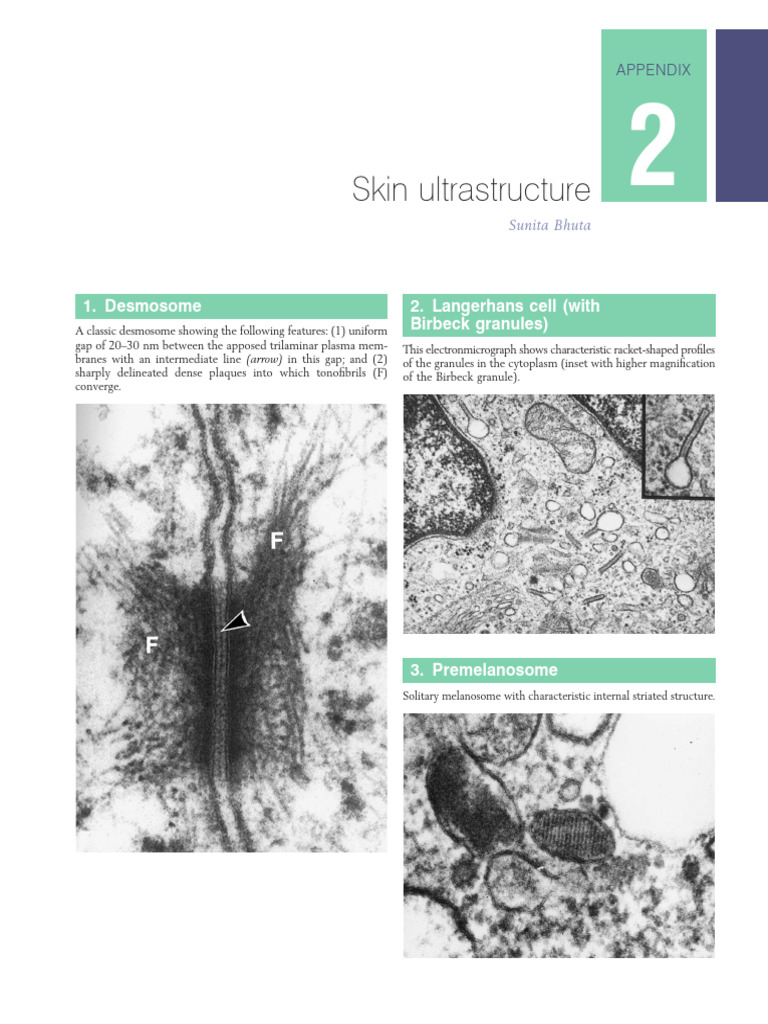 Elston. Appendix 2 - Skin ultrastructure | PDF | Cell Anatomy | Cell Biology