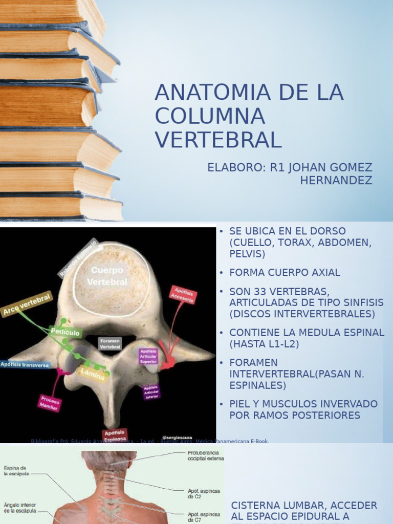 Anatomia de La Columna Vertebral | PDF | Vértebra | La columna vertebral