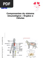 Tecido Linfoide Associado Mucosa | PDF | Linfócito | Célula T