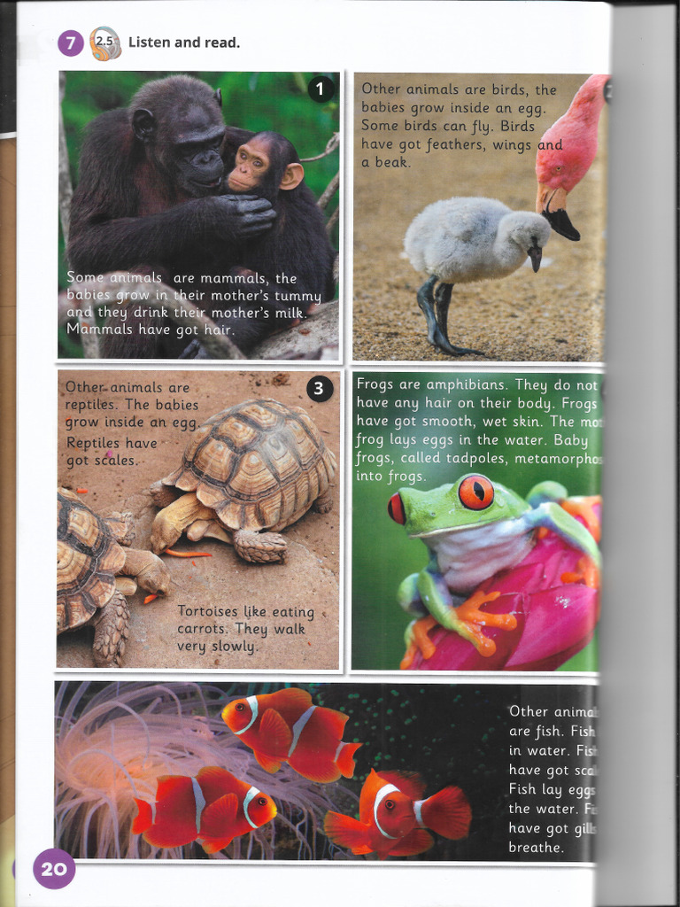 Awesome English Book 6 Prte 2 | PDF