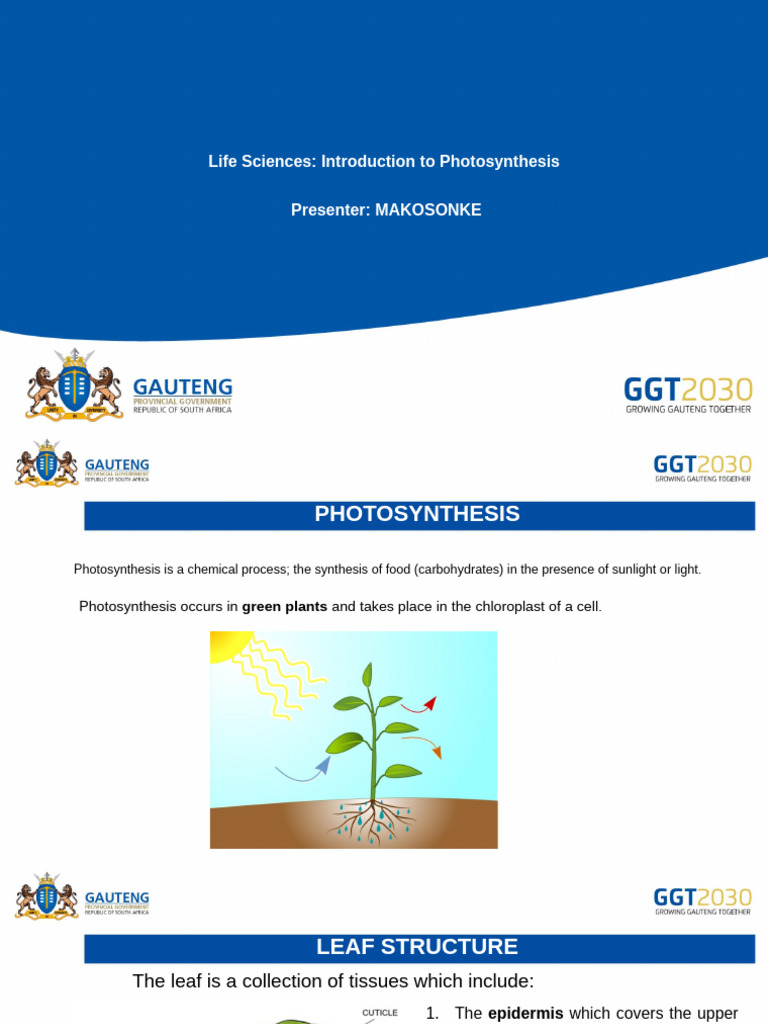 Grade 11 Photosynthesis Overview | PDF | Leaf | Chloroplast