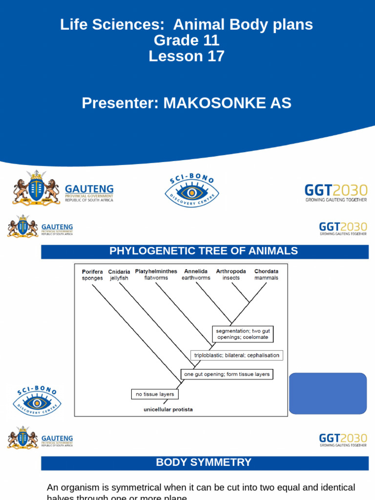 Life Sciences Gr.11 Lesson 17 Animal Body Plans | PDF | Anatomy ...