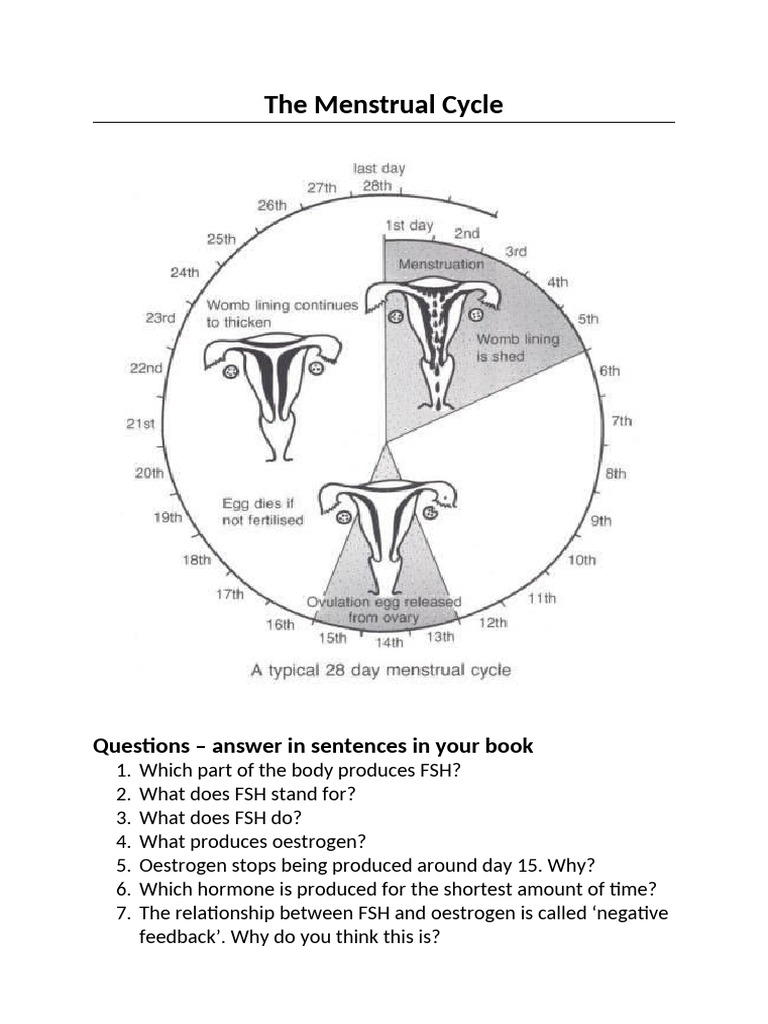 Label Reproductive System and Menstrual Cycle | PDF