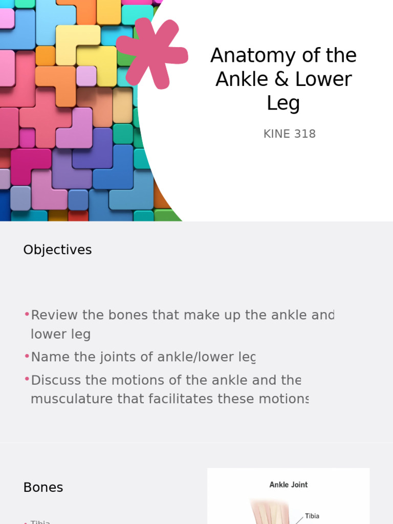 Anatomy of Ankle & Lower Leg | PDF