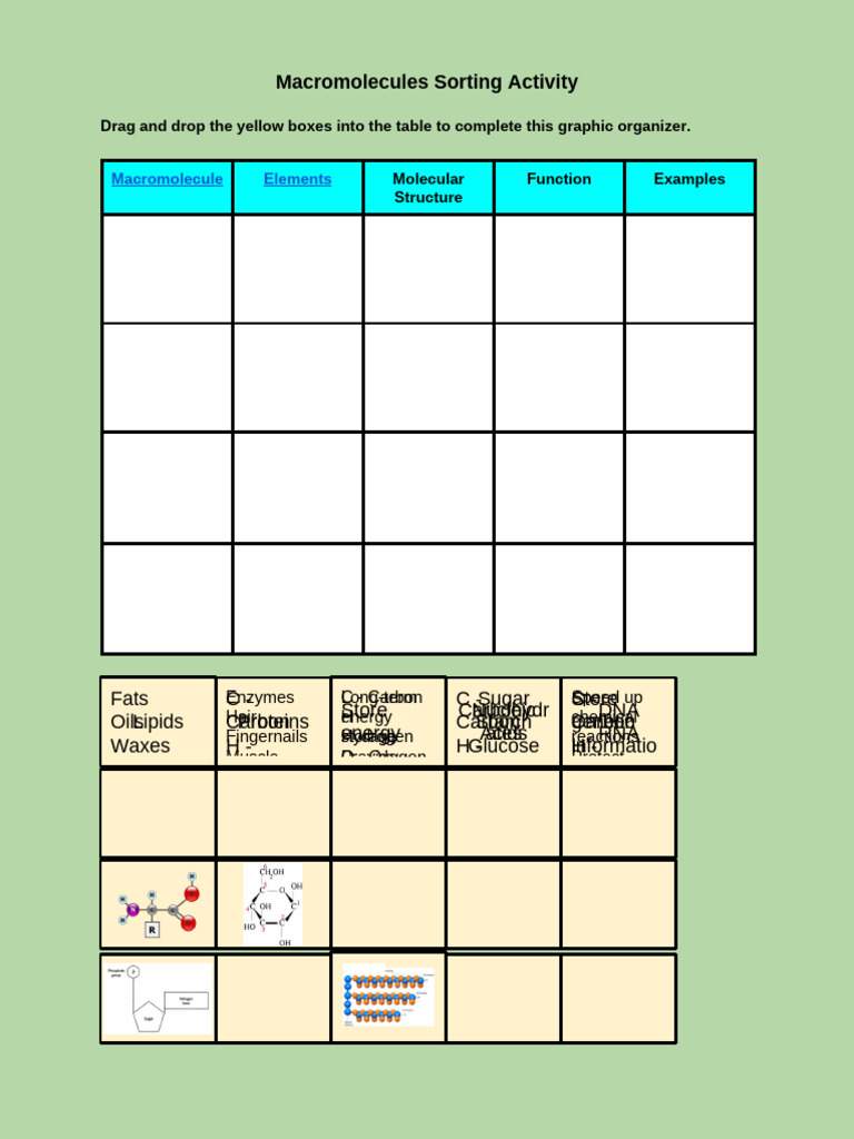 Macromolecules Sorting Activity - Drag and Drop | PDF