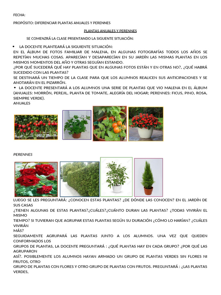 Plantas Anuales y Perennes para Niños | PDF | Plantas | Organismos