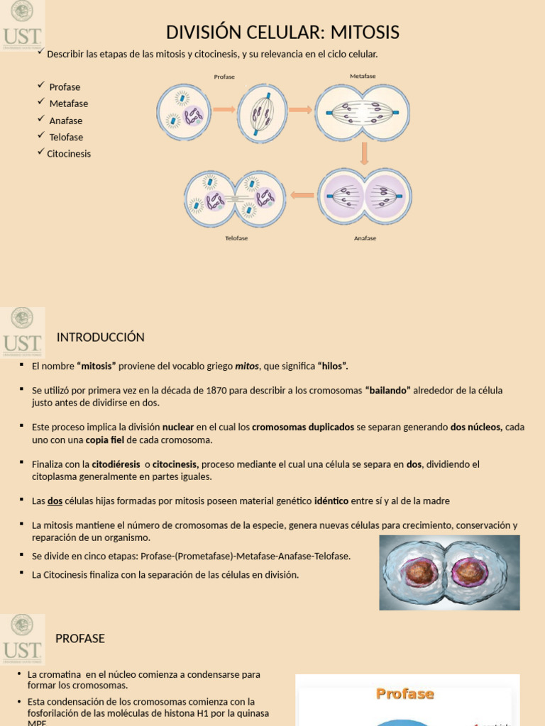 Clase 27 Mitosis | PDF | Mitosis | Cromosoma