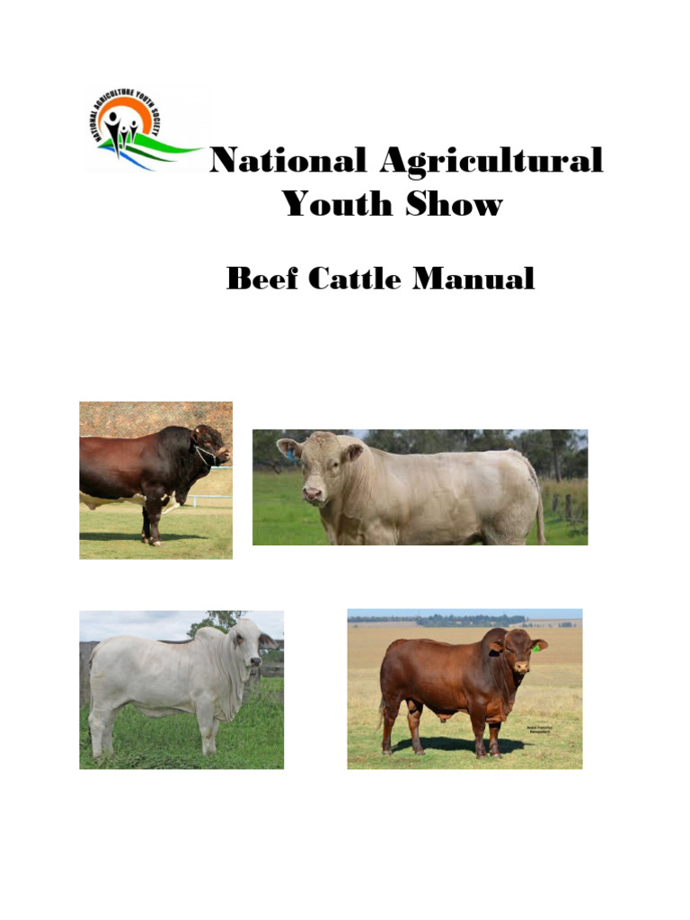 BEEF CATTLE Full and Final | PDF | Cattle | Domesticated Animals