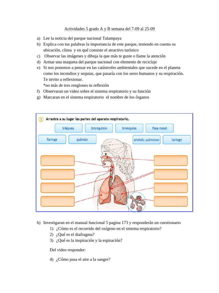 Actividades educativas 5° grado: ecología y salud | PDF | Sistema ...