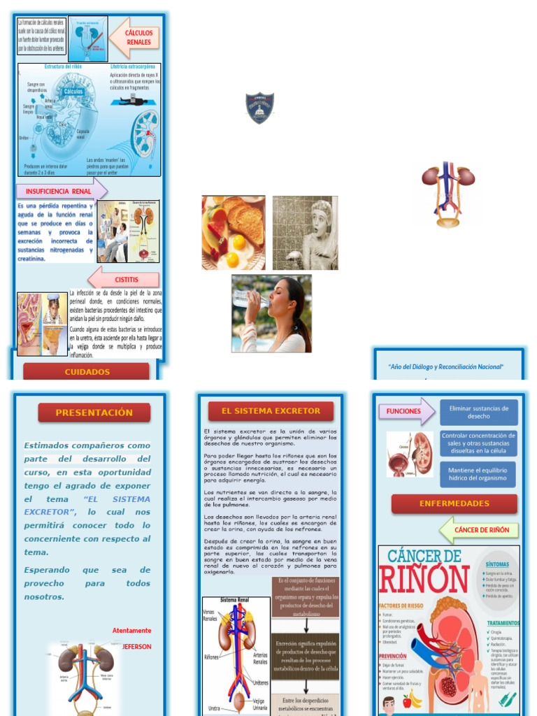 Triptico Sistema Excretor 1 | PDF
