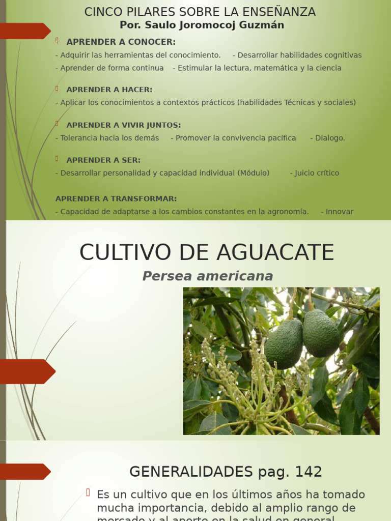 8 - Cultivo de Aguacate | PDF | Aguacate | Fertilizante