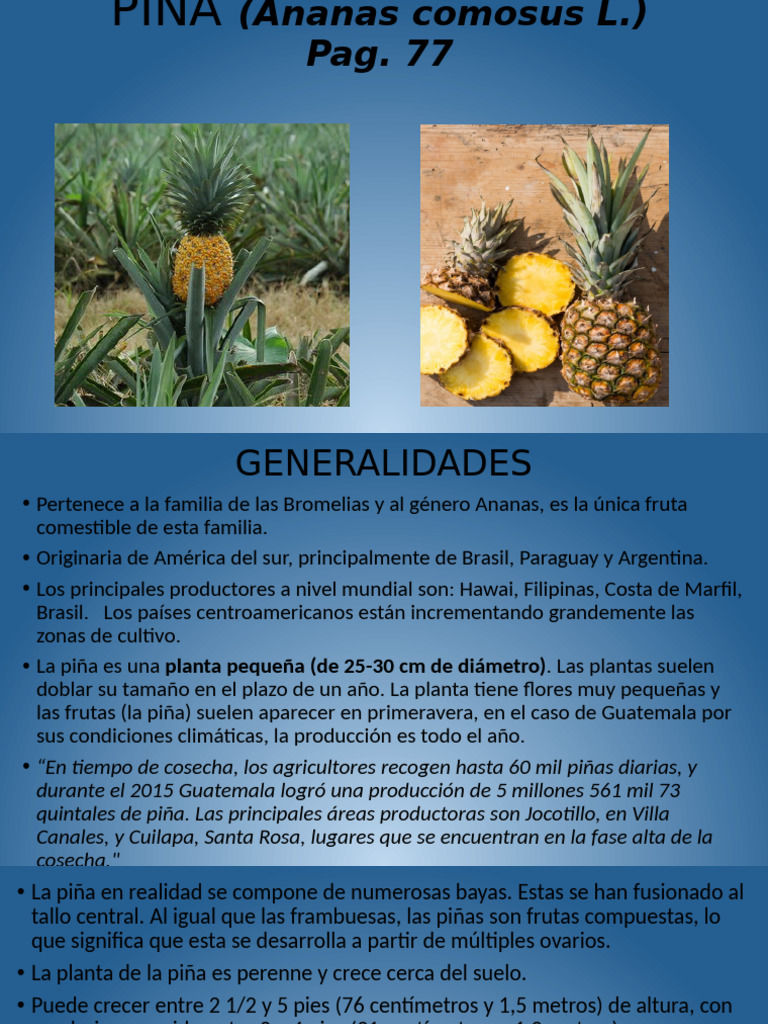 Definición y Cultivo de Ananas comosus | PDF | Piña | Fruta