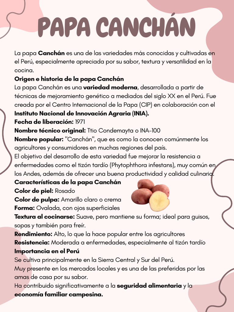 Características y origen de la papa Canchán | PDF