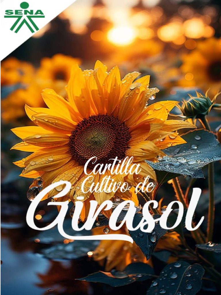 GIRASOL | PDF | Agricultura | Alimentos