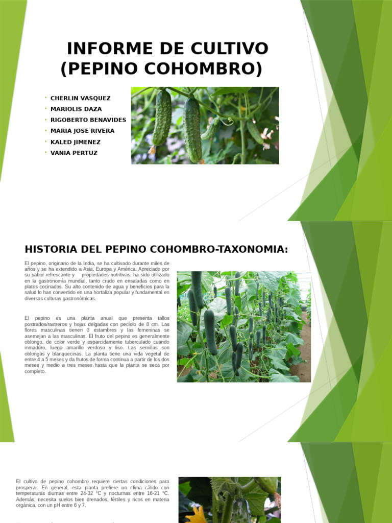 Cultivo y Manejo del Pepino Cohombro | PDF | Pepino | Plaga (organismo)