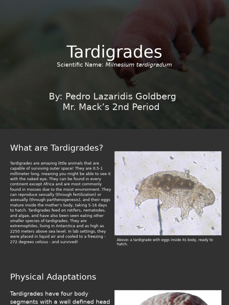 Tardigrades Classification Project | PDF