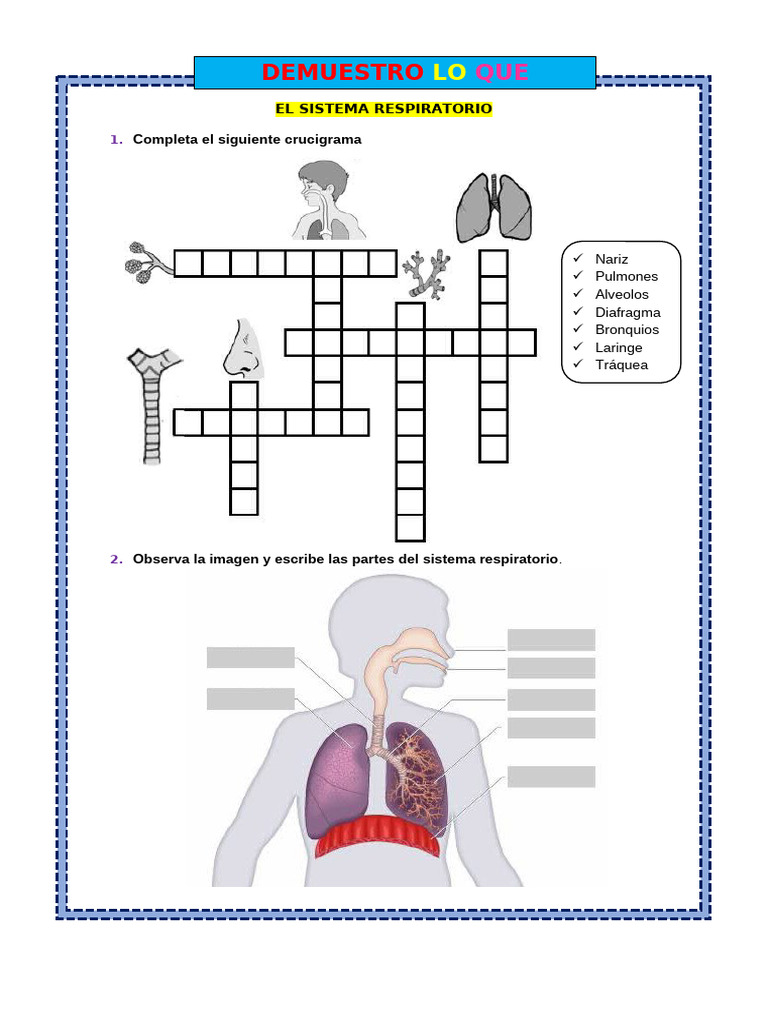 Partes y Funciones del Sistema Respiratorio | PDF | Pulmón | Sistema ...