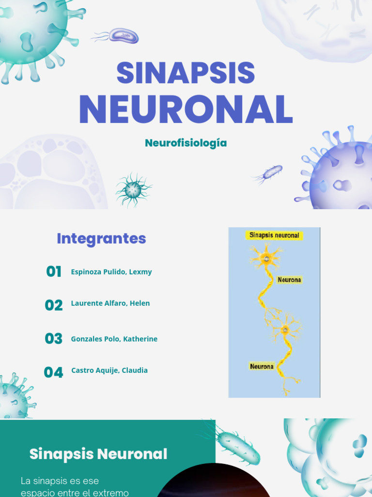 Sinapsis Neuronal - Terminado | PDF | Sinapsis | Neurona