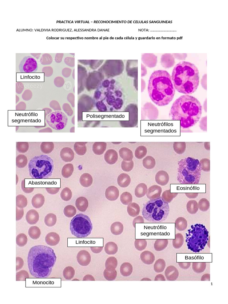 Reconocimiento | PDF | Leucocito | Sistema inmune