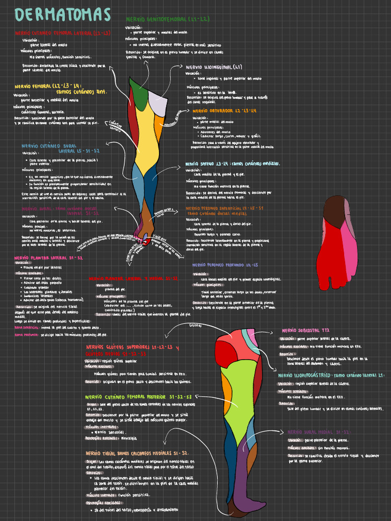 Dermatomas MMII | PDF | Pie | Anatomía del miembro inferior