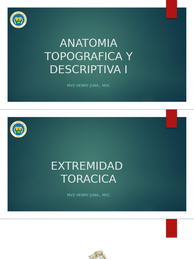 c3 - Ext Anterior | PDF | Anatomía humana | Sistema musculoesquelético