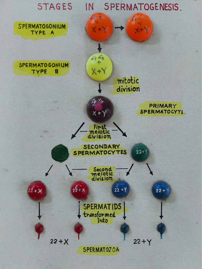 Embryo Models Labelled1 | PDF | Aorta | Angiology